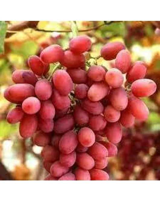 العنب - عنب كريمسون 40 - 70 سم