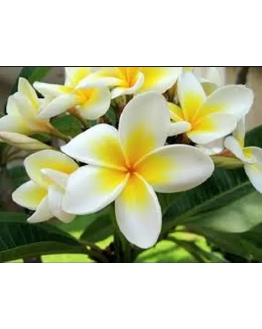 الياسمين - ياسمين هندي اصفر 180- 200سم