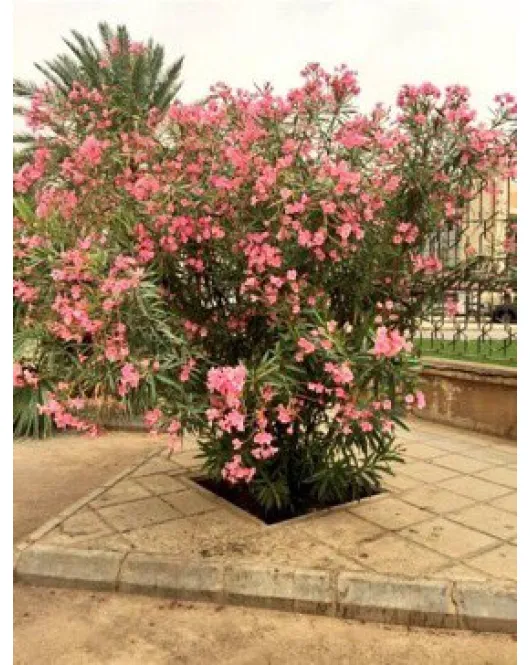 الدفلة - دفلة وردي 70-100 سم