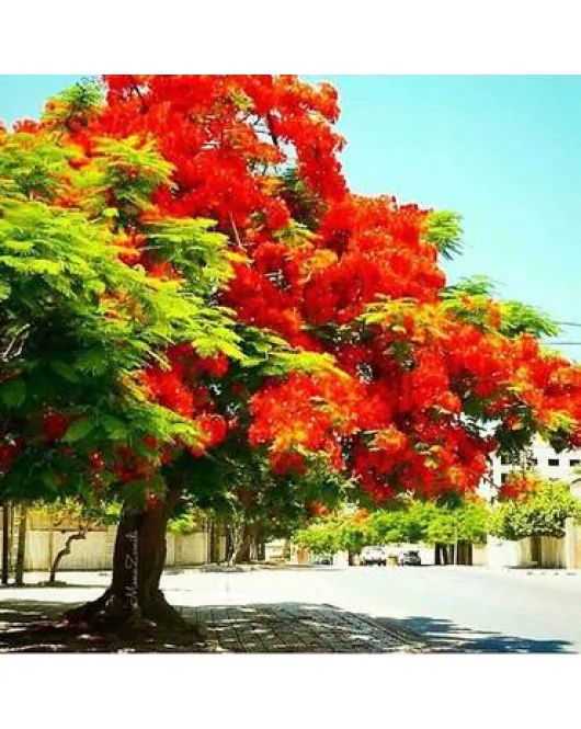 بونسيانا احمر 180 - 200