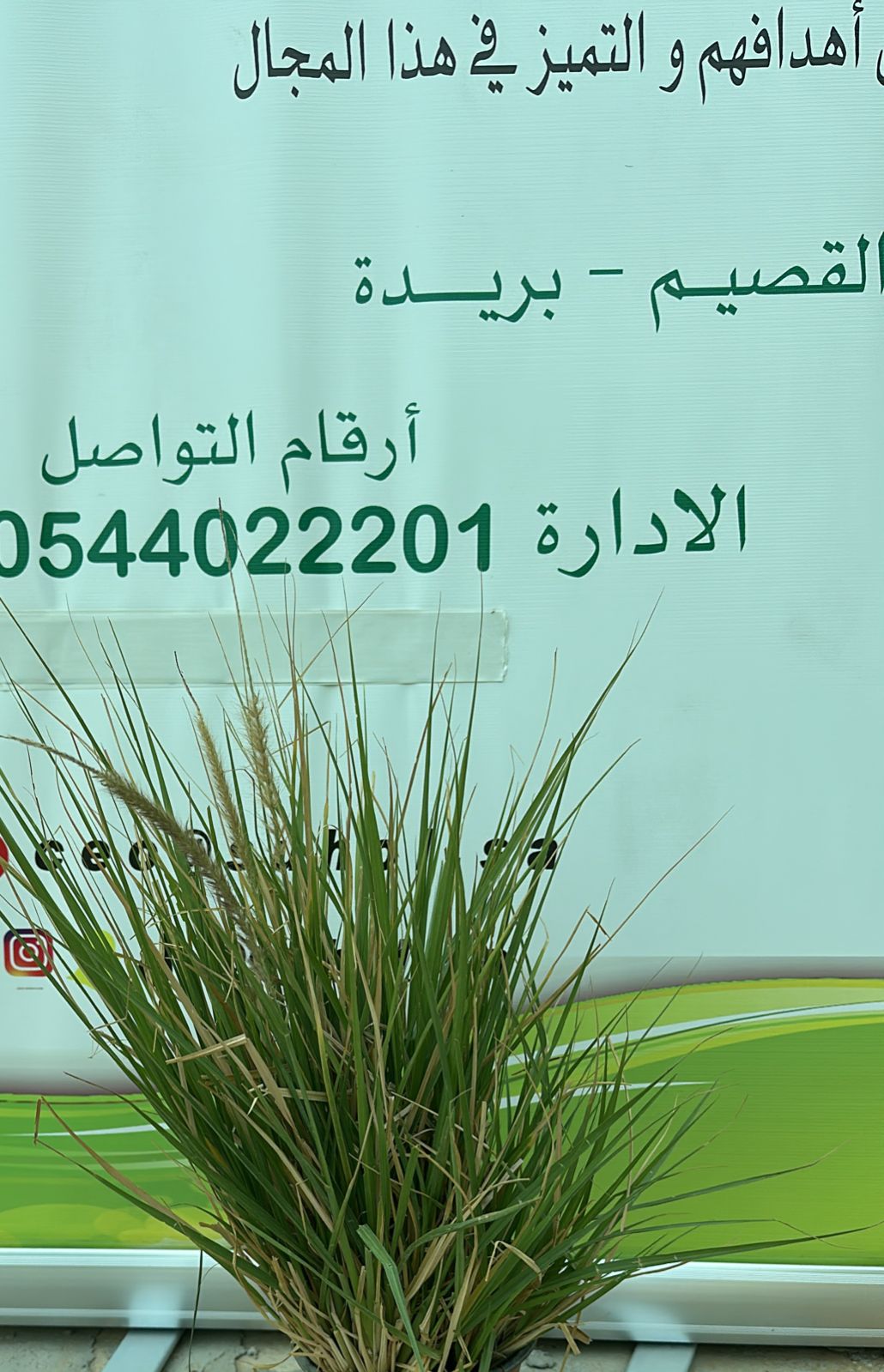 حلفا اخضر - بنستم 20 - 40 سم