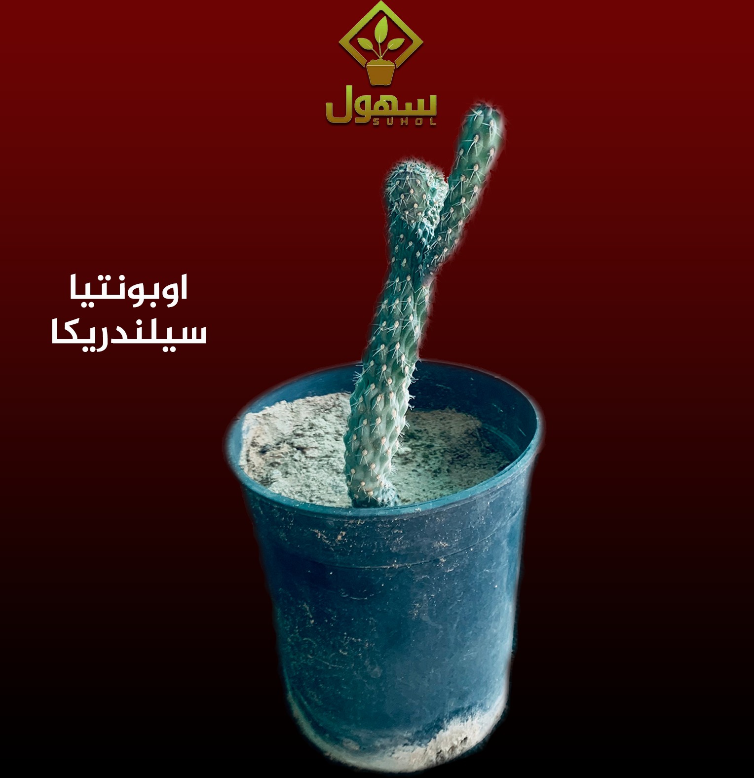 اوبونتيا سيلندريكا 10 - 20 سم