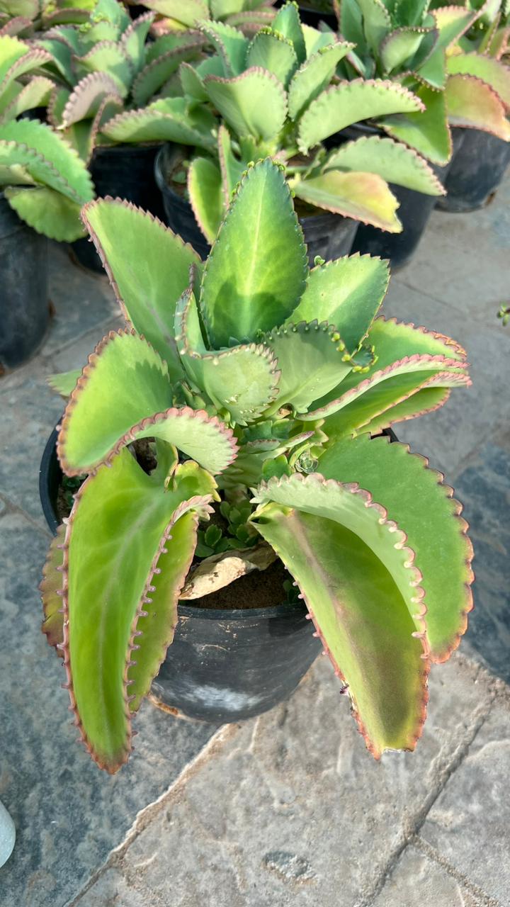 القبعة المكسيكية 10سم