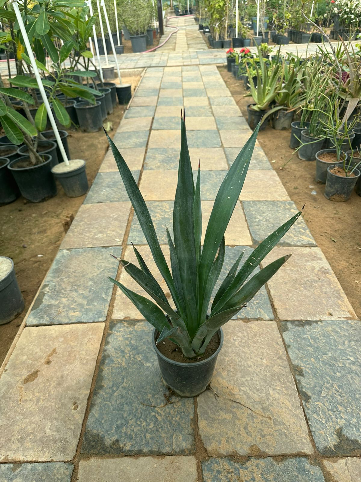 صبار اجاف تيكويلانا 20-40