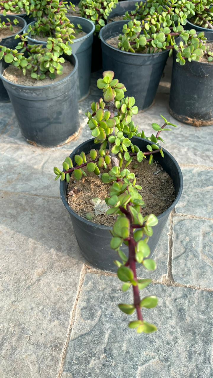 دمعه الطفل 10سم