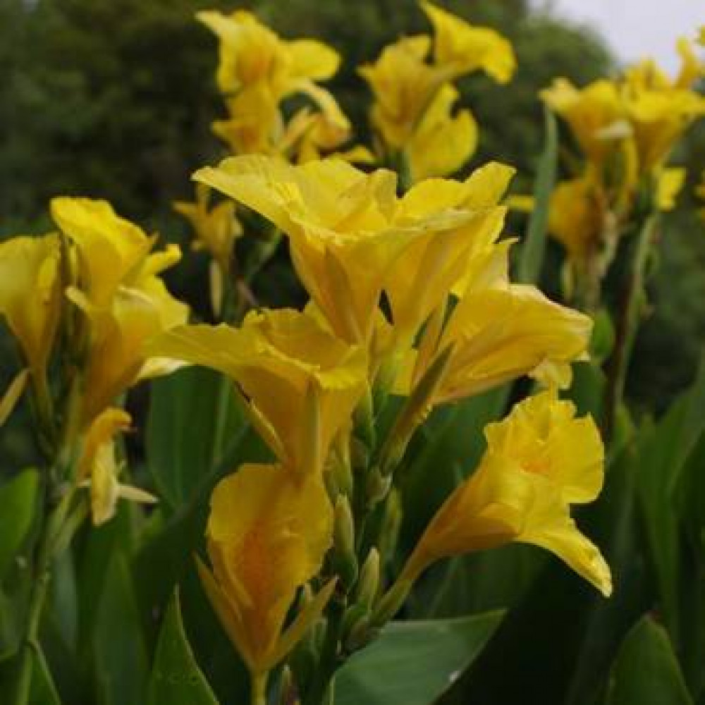 كنا ورق اخضر 20 - 50 سم